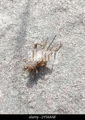 Trigs, Sword-tailed Crickets, and Ground Crickets (Trigonidiidae Stock ...