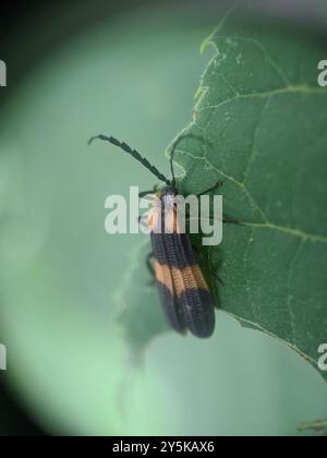Reticulated Net-winged Beetle (Calopteron reticulatum) Insecta Stock ...