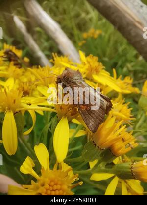 Ear Moths (Amphipoea) Insecta Stock Photo - Alamy