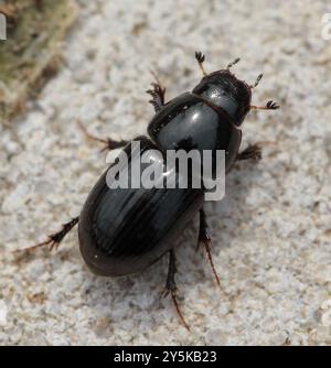 (Calamosternus granarius) Insecta Stock Photo - Alamy
