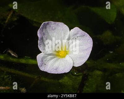 duck-lettuce (Ottelia alismoides) Plantae Stock Photo - Alamy