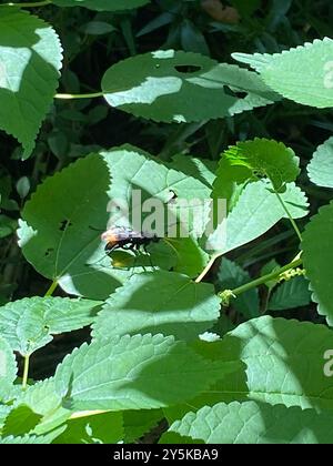 Eastern Tawny-horned Spider Wasp (Entypus unifasciatus) Insecta Stock ...