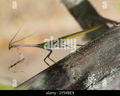 (Pseudovates iheringi) Insecta Stock Photo - Alamy
