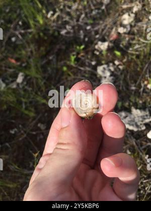 Marsh Ramshorn (Planorbella trivolvis) Mollusca Stock Photo - Alamy