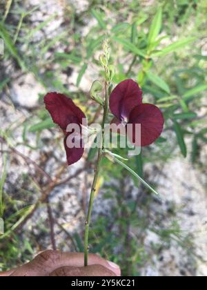 Phasey Bean (Macroptilium lathyroides) Plantae Stock Photo - Alamy