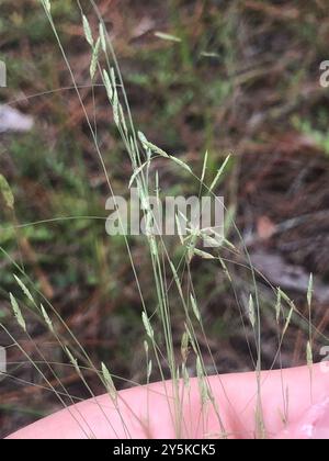 Elliott's lovegrass (Eragrostis elliottii) Plantae Stock Photo - Alamy