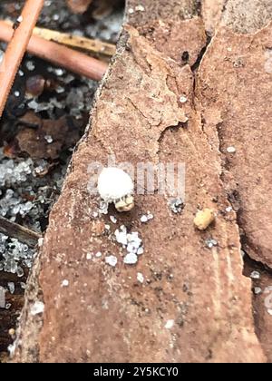 fringed nutrush (Scleria ciliata) Plantae Stock Photo - Alamy