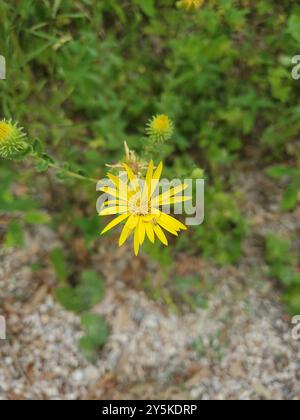 Narrowleaf Gumweed (Grindelia lanceolata) Plantae Stock Photo - Alamy