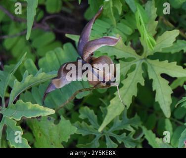 Alamo vine (Distimake dissectus) Plantae Stock Photo - Alamy