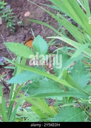 Least Skipper (Ancyloxypha numitor), Insecta, Lasalle County, IL, USA ...