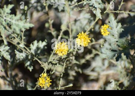 Valley Lessingia (Lessingia glandulifera) Plantae Stock Photo - Alamy