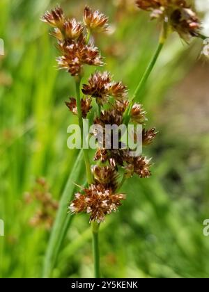 irisleaf rush (Juncus xiphioides), Plantae, San Bernardino National ...