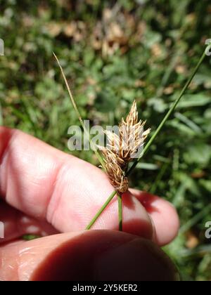 Divided Sedge (Carex divisa) Plantae Stock Photo - Alamy