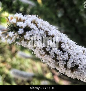 Foxy Slangbos (Stoebe alopecuroides) Plantae Stock Photo - Alamy