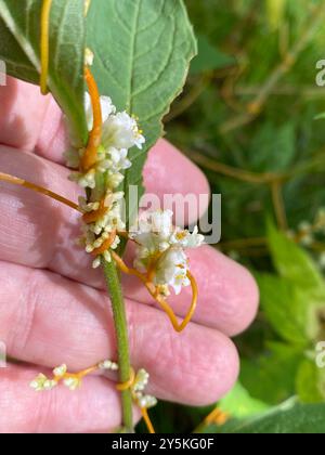 Appalachian Dodder (Cuscuta rostrata) Plantae Stock Photo - Alamy
