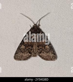 (Cosmia praeacuta) Insecta Stock Photo - Alamy
