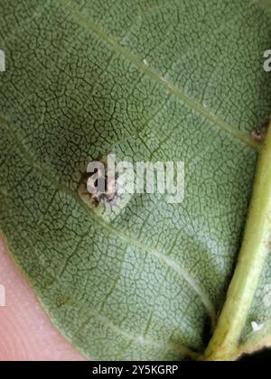 (Phylloxera caryaesemen) Insecta Stock Photo - Alamy