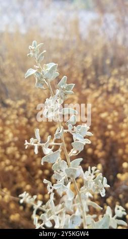 Cattle Saltbush (Atriplex polycarpa) Plantae Stock Photo - Alamy