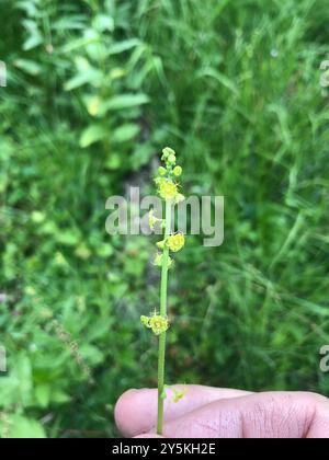 Alpine Mitrewort (Pectiantia pentandra) Plantae Stock Photo - Alamy