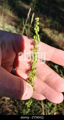 Field Sagewort (Artemisia campestris), Plantae, Fergus, Montana, United ...