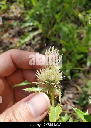 Fringed Thistle (Cirsium centaureae) Plantae Stock Photo - Alamy