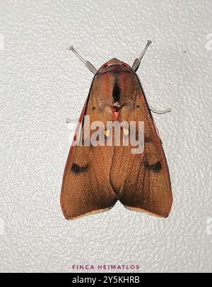 (Melese incertus) Insecta Stock Photo - Alamy