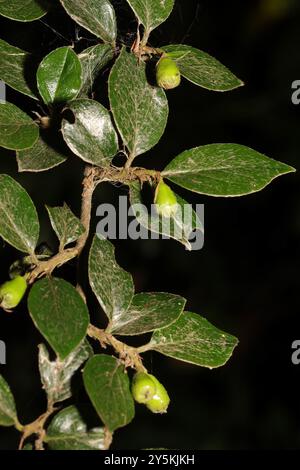 Himalayan cotoneaster (Cotoneaster simonsii) Plantae Stock Photo - Alamy