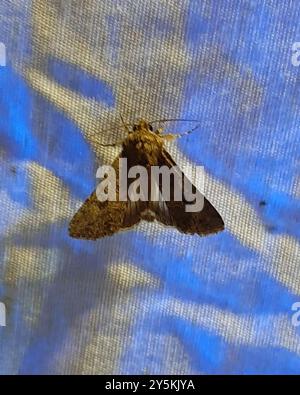 Nutmeg Moth (Anarta trifolii), Insecta, Thunder Bay, ON, Canada Stock ...