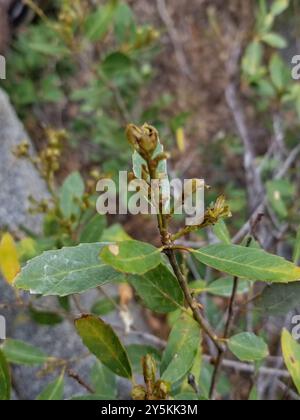 huckleberry oak (Quercus vacciniifolia) Plantae Stock Photo - Alamy