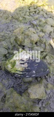Giant Floater (Pyganodon grandis), Mollusca, Algoma, CA-ON, CA Stock ...