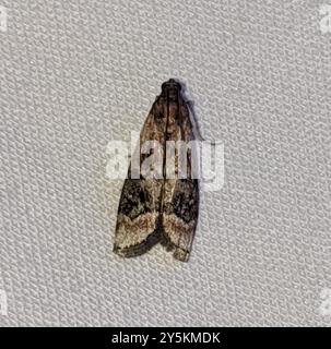 American Plum Borer Moth (Euzophera semifuneralis) Insecta Stock Photo ...