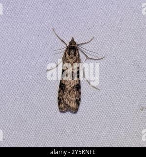 Lucerne Moth (Nomophila nearctica) Insecta Stock Photo - Alamy