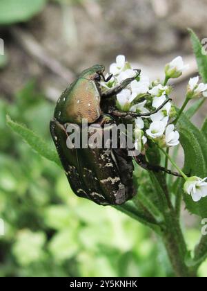 (Protaetia cuprea hieroglyphica) Insecta Stock Photo - Alamy