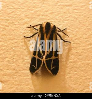 Harnessed Tiger Moth (Apantesis phalerata) Insecta Stock Photo - Alamy