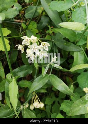 white twinevine (Funastrum clausum) Plantae Stock Photo - Alamy