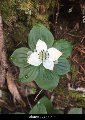 Canadian bunchberry (Cornus canadensis) Plantae Stock Photo - Alamy