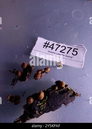 amorphous bird's nest fungus (Nidularia deformis) Fungi Stock Photo - Alamy