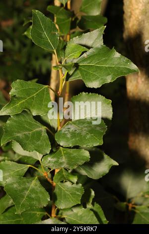 poplars, cottonwoods, and aspens (Populus) Plantae Stock Photo - Alamy