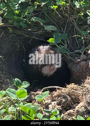 Camas Pocket Gopher (Thomomys bulbivorus) Mammalia Stock Photo - Alamy
