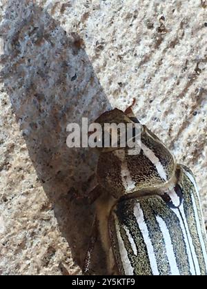 Lined June Beetles (Polyphylla) Insecta Stock Photo - Alamy