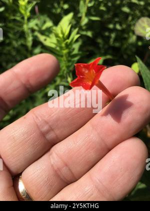 red morning glory (Ipomoea coccinea) Plantae Stock Photo - Alamy