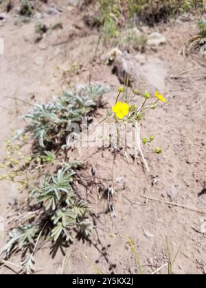 slender cinquefoil (Potentilla gracilis) Plantae Stock Photo - Alamy