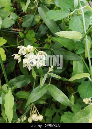 white twinevine (Funastrum clausum) Plantae Stock Photo - Alamy