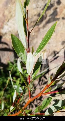 red willow (Salix laevigata) Plantae Stock Photo - Alamy