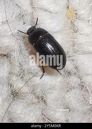 Lesser Mealworm (Alphitobius diaperinus) Insecta Stock Photo - Alamy