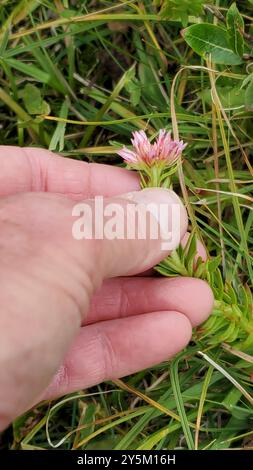 Queen's Crown (Rhodiola rhodantha) Plantae Stock Photo - Alamy