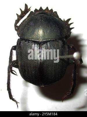 Diurnal Copper Dung Beetle (Kheper nigroaeneus Stock Photo - Alamy