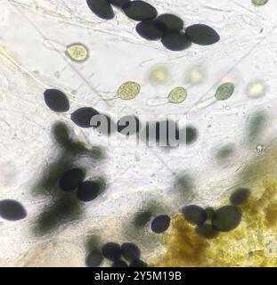 (Podospora pyriformis) Fungi Stock Photo - Alamy