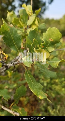 Wavyleaf Oak (Quercus × undulata) Plantae Stock Photo - Alamy