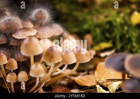 Mushroom cap with lamellae, Agaric fungus, cross section, 20X light ...